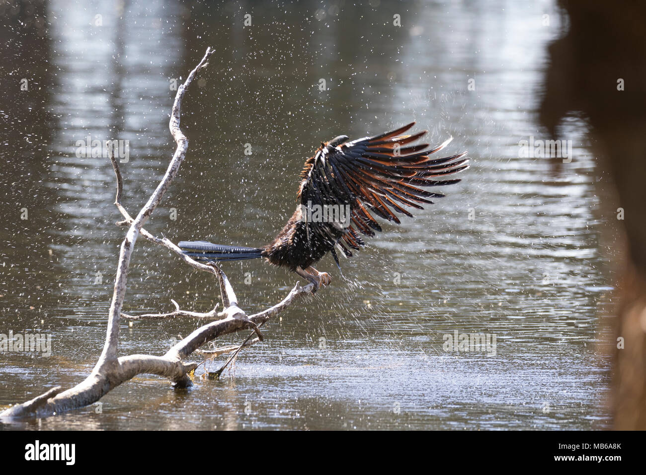 Australian bird bath hi-res stock photography and images - Alamy