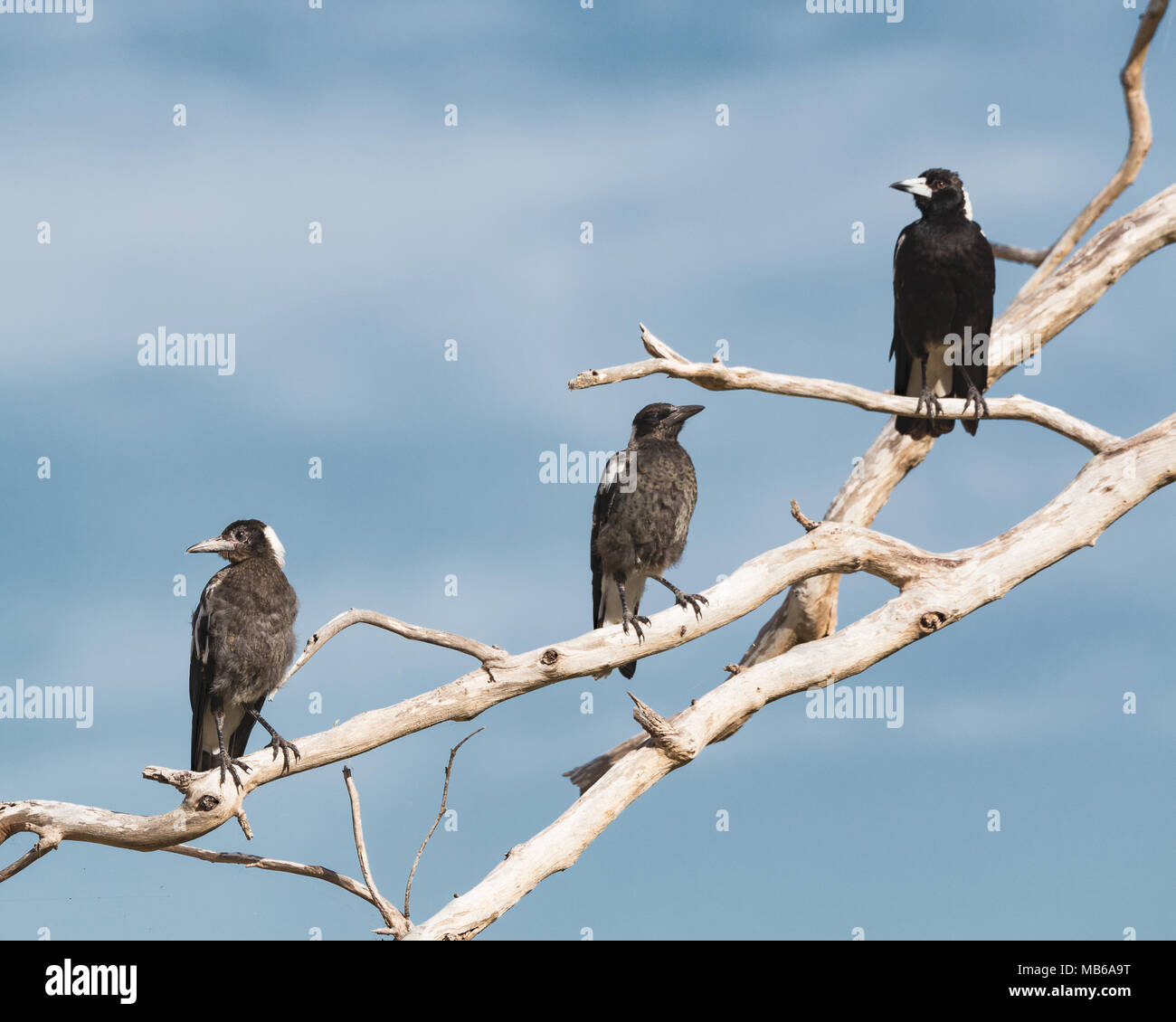 An Australian Magpie (Gymnorhina tibicen) in bush-land close to Lake ...