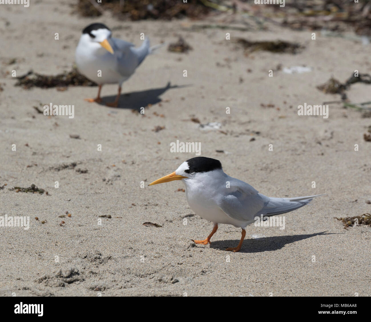 Australian fairy tern hi-res stock photography and images - Alamy