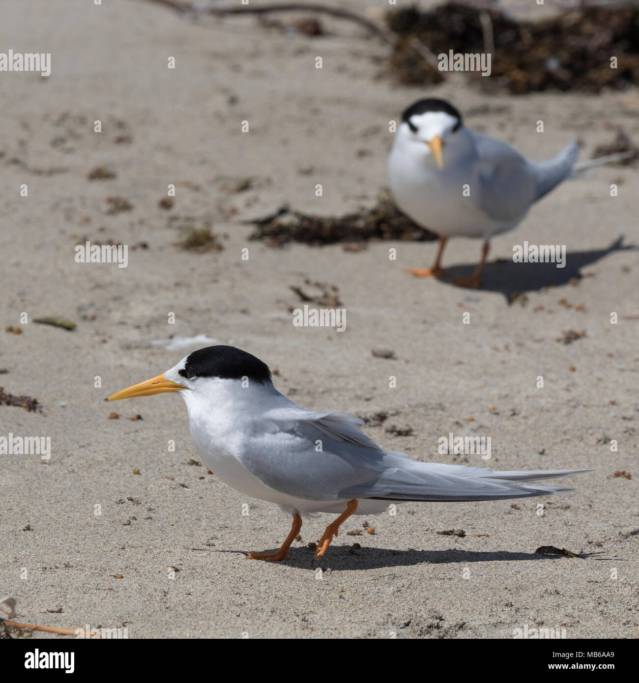 Australian fairy tern hi-res stock photography and images - Alamy
