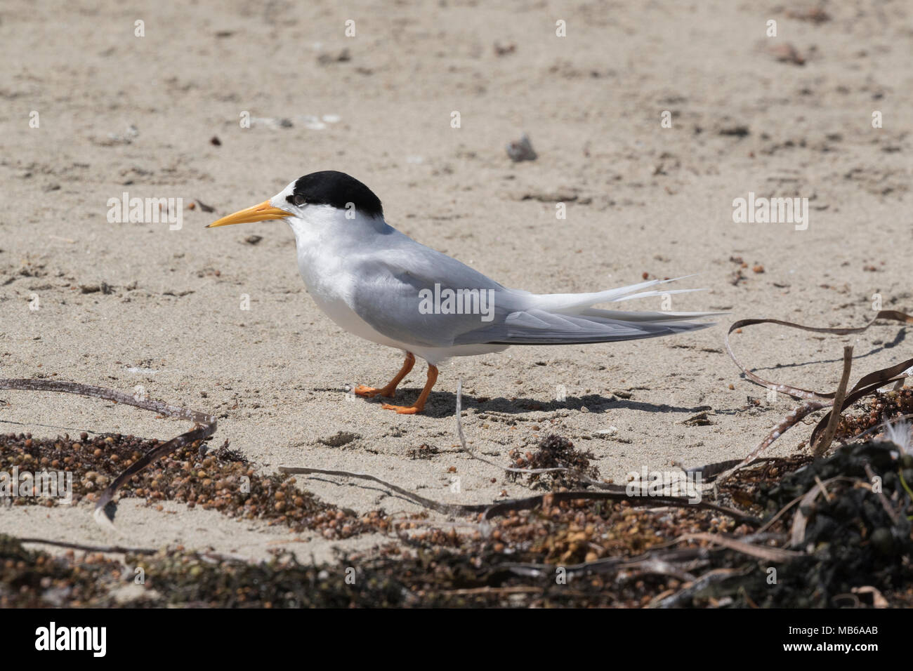 Australian fairy tern hi-res stock photography and images - Alamy