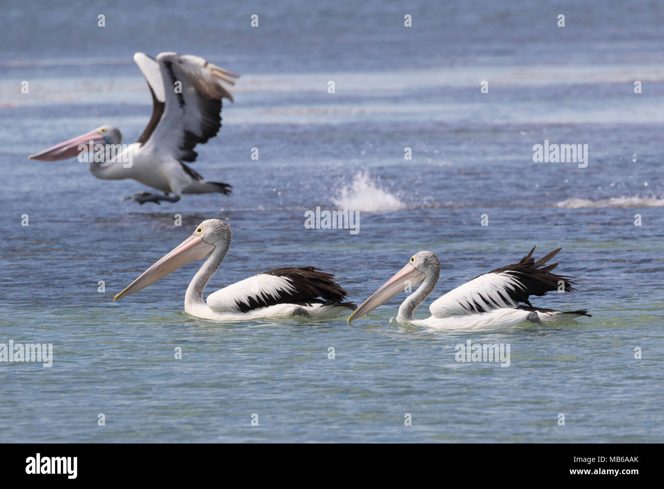 Australian Pelicans (Pelecanus conspicillatus) on Penguin Island - one ...