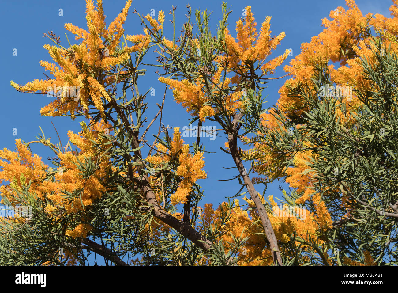 The beautiful yellow flowers of the WA Christmas Tree (Nuytsia ...