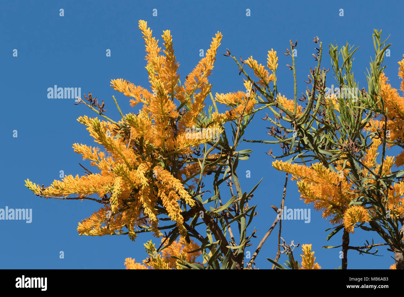 The beautiful yellow flowers of the WA Christmas Tree (Nuytsia ...