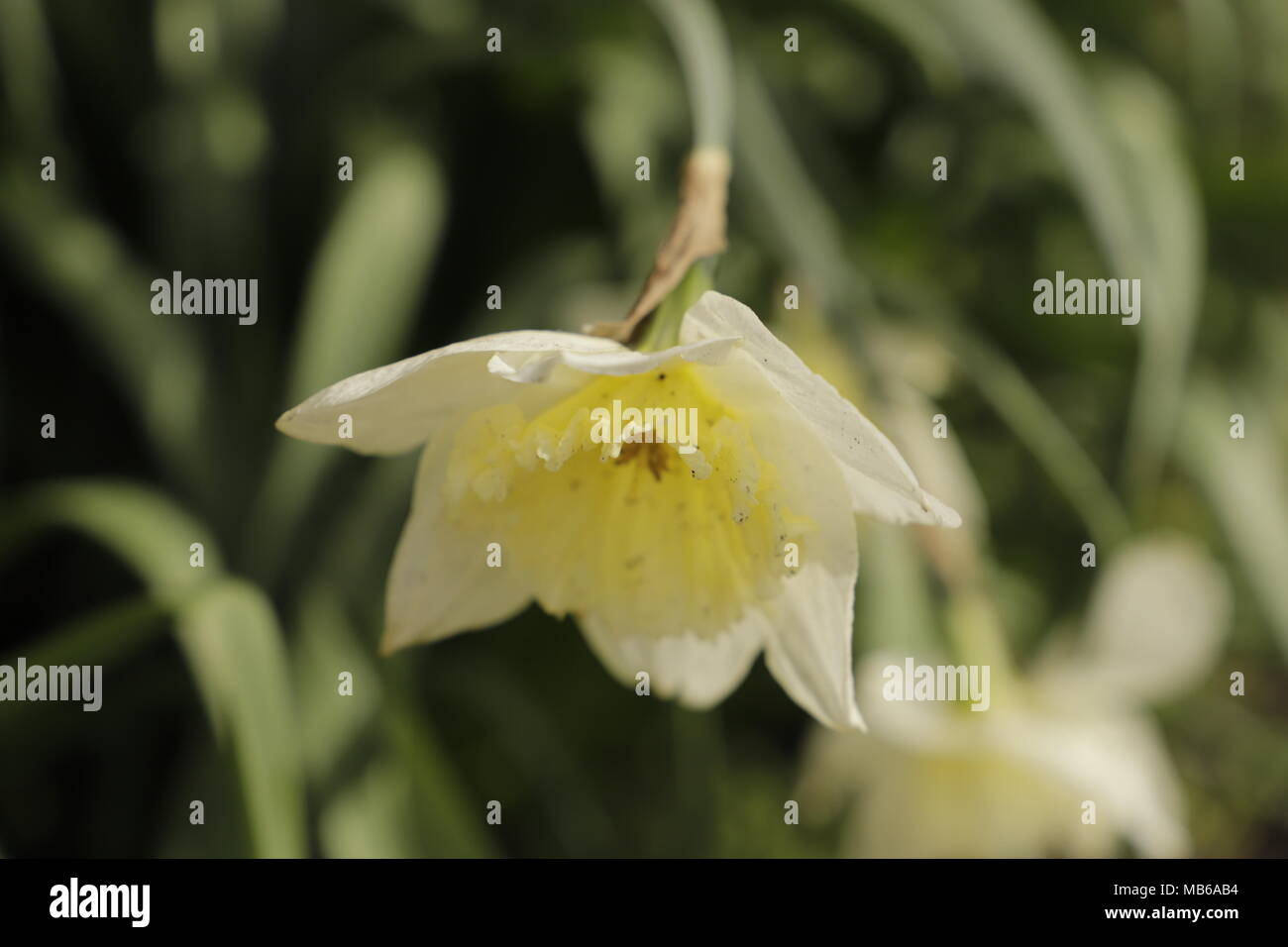 Daffodils real spring flowers Stock Photo - Alamy