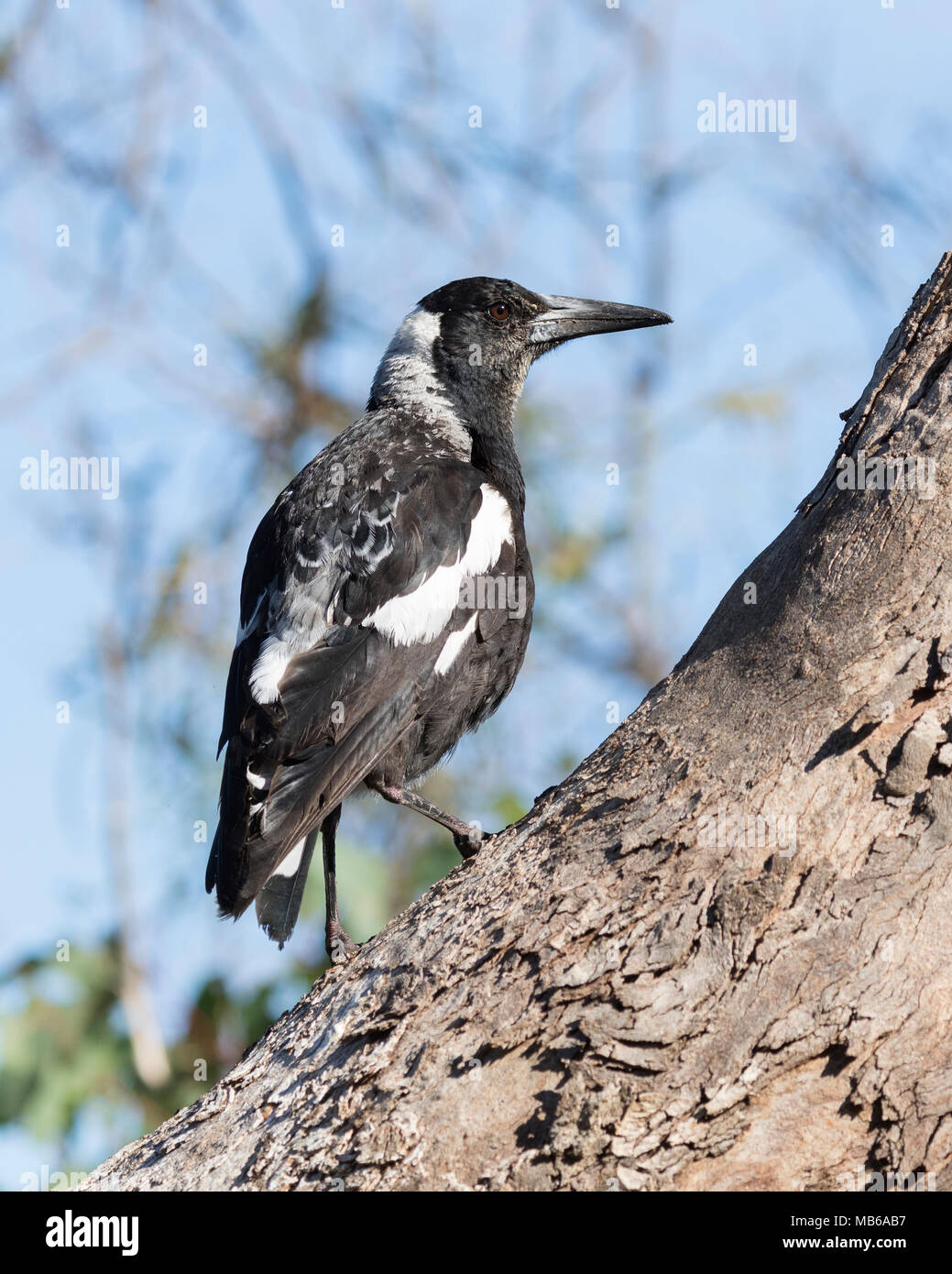 An Australian Magpie (Gymnorhina tibicen) in bush-land close to Lake ...