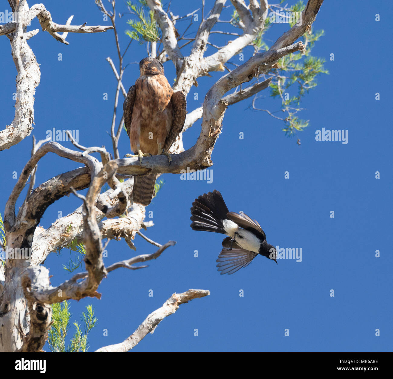 Australian Hobby (Falco longipennis) being mobbed by a Willie Wagtail ...
