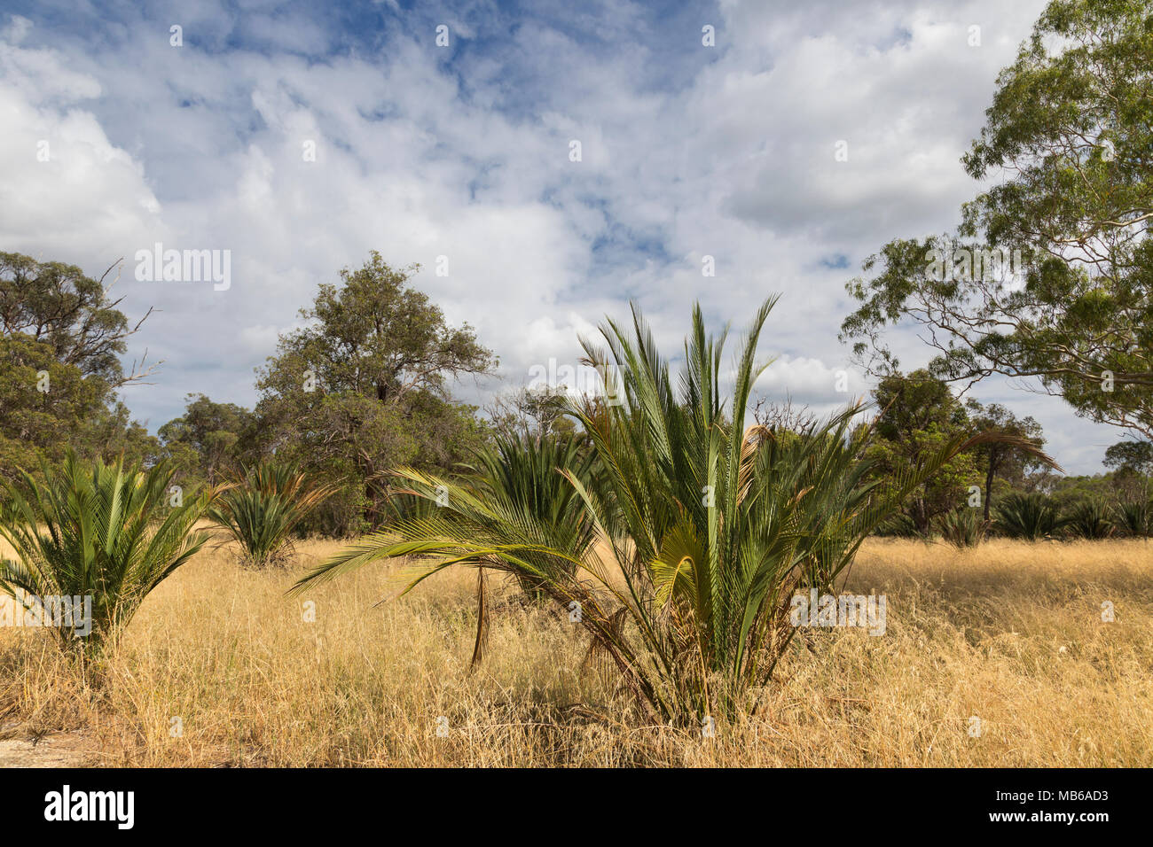 Bush-land beside Lake Joondalup, in the Yellagonga Regional Park, Perth ...