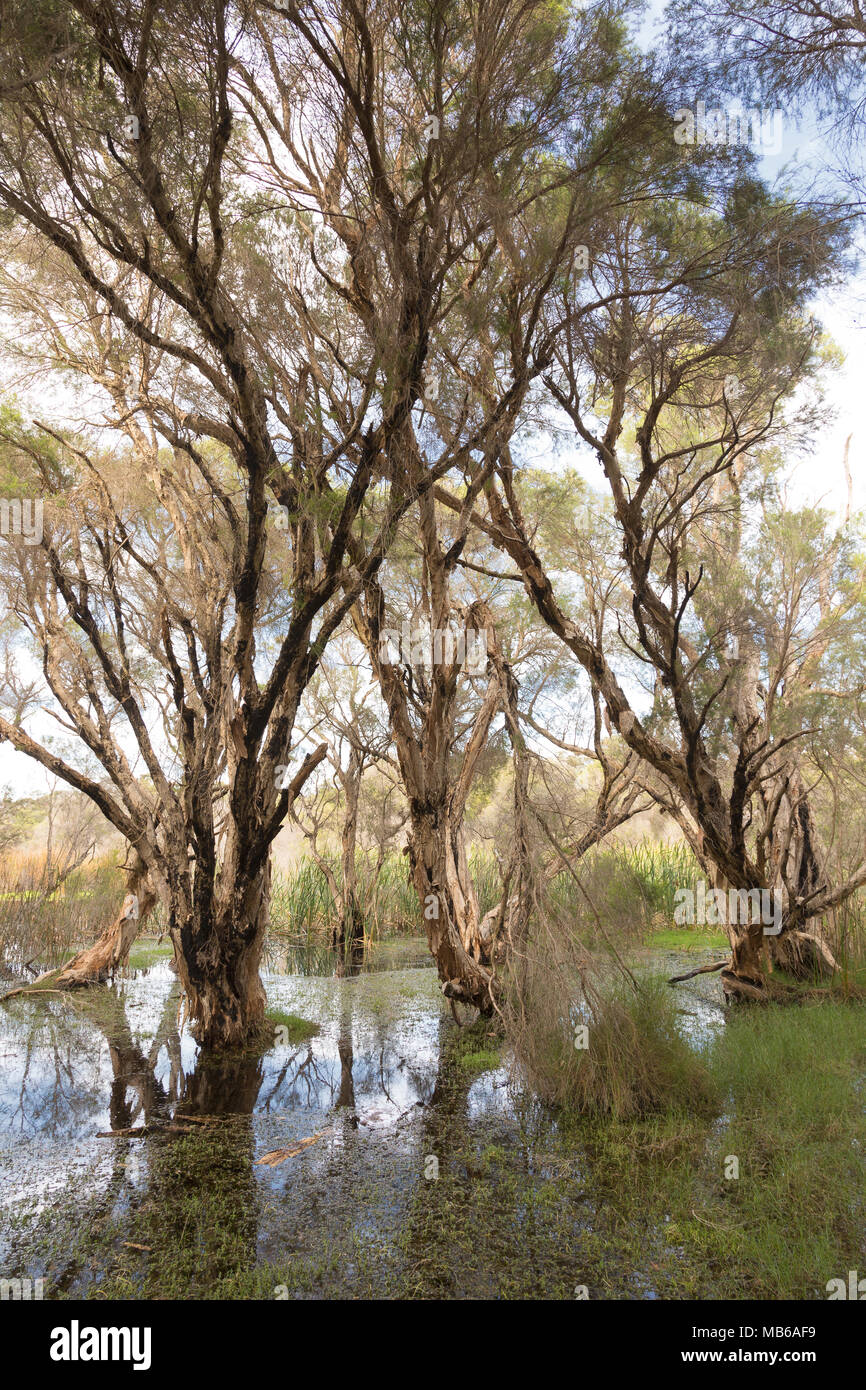 Wetlands in western australia hi-res stock photography and images - Alamy