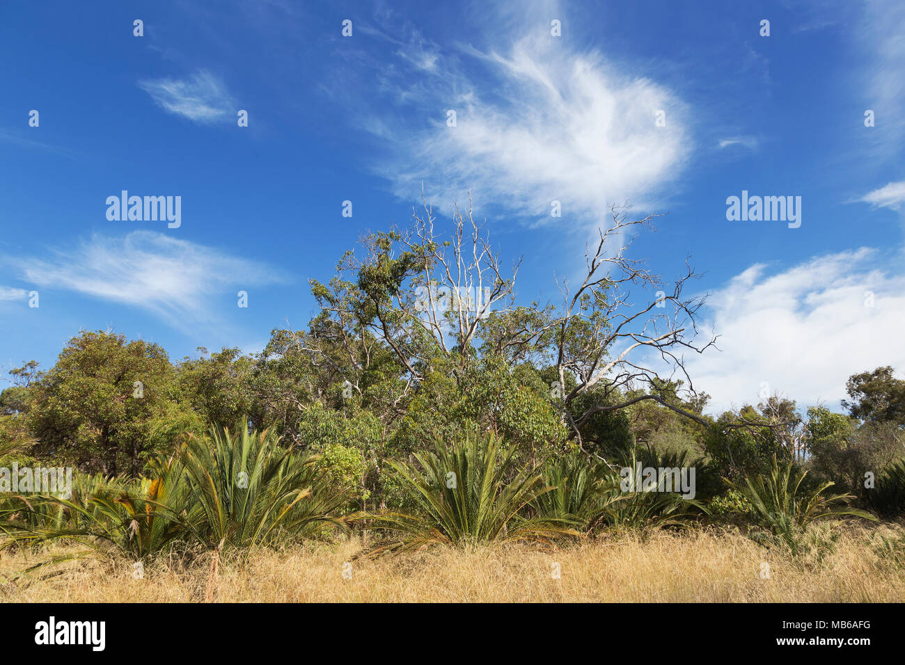 Wisps of cloud against a clear blue sky above bush-land beside Lake ...
