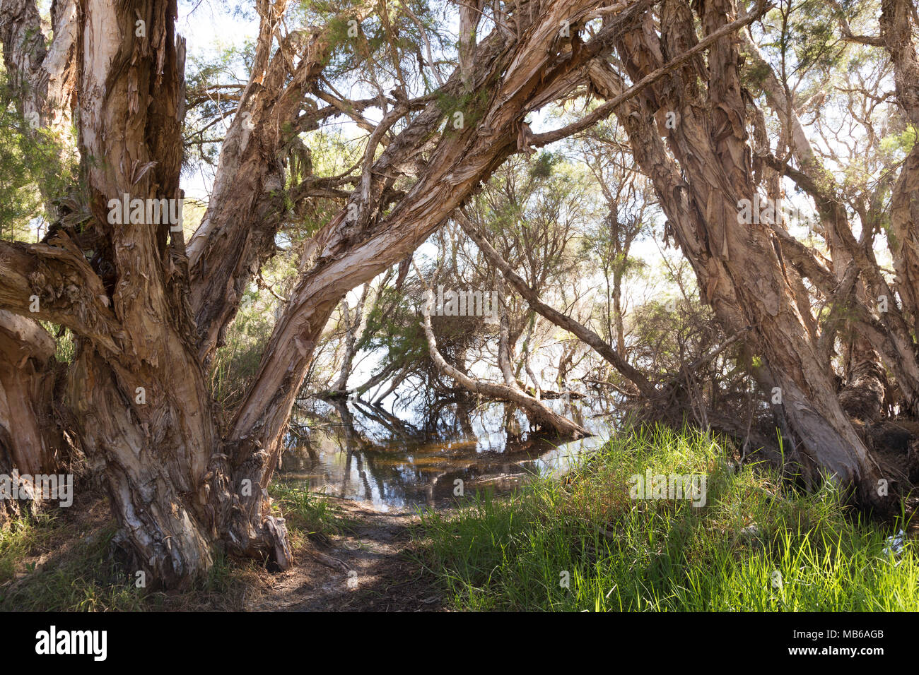 Swamp Paperbark trees (Melaleuca rhaphiophylla) growing in wetlands ...