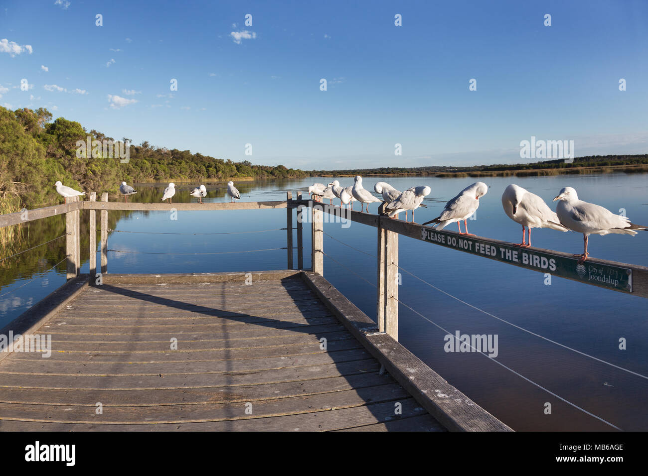 Gull birds wildlife hi-res stock photography and images - Alamy
