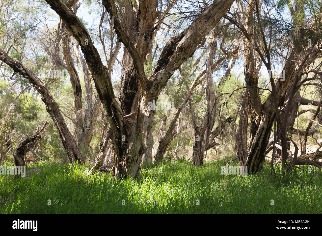 Wetlands in western australia hi-res stock photography and images - Alamy