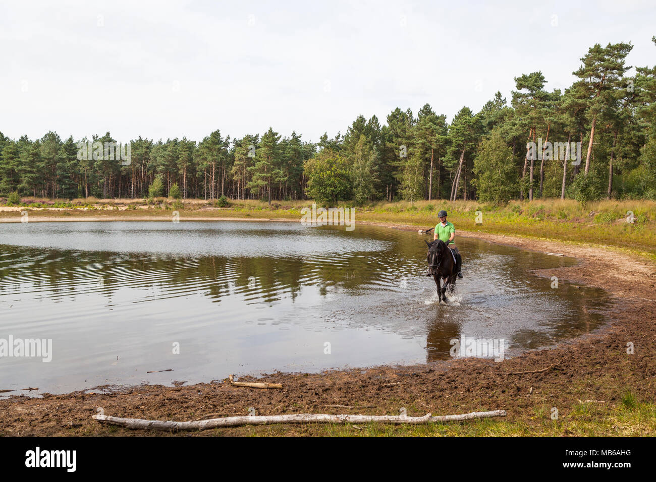 Man riding a horse wading through a lake in a forest, nature reserve ...