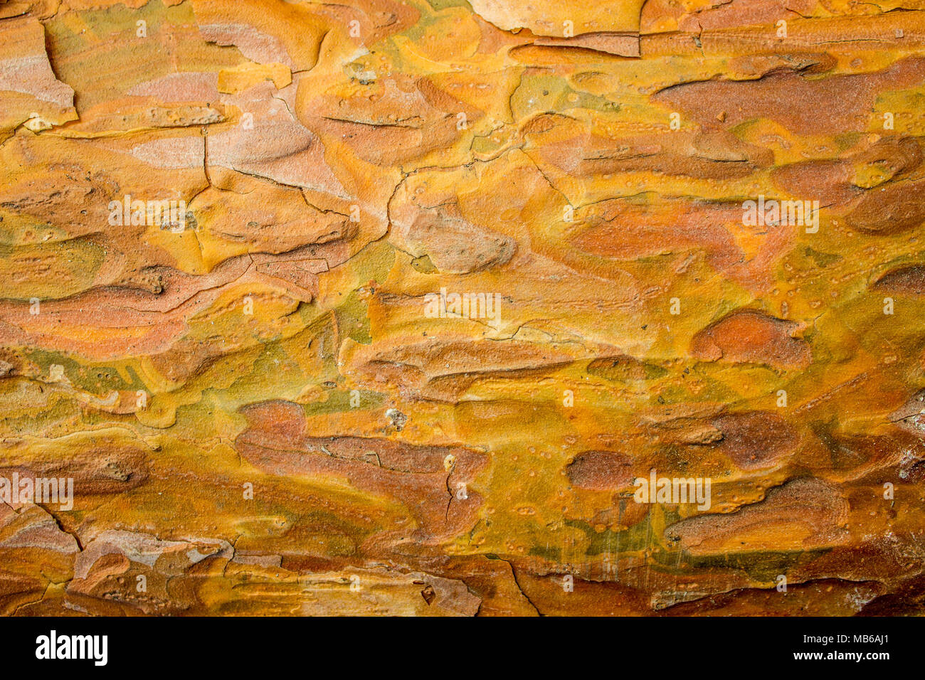 Different shades of tree bark hi-res stock photography and images - Alamy