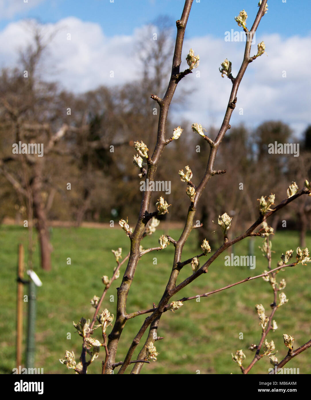 Apple trees in bud in springtime, UK Stock Photo - Alamy