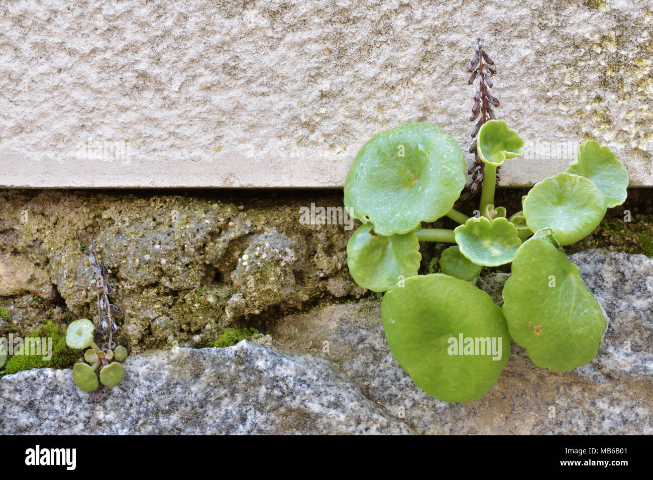 6672 Small dandy plant emerging from rustic wall with granite Stock ...