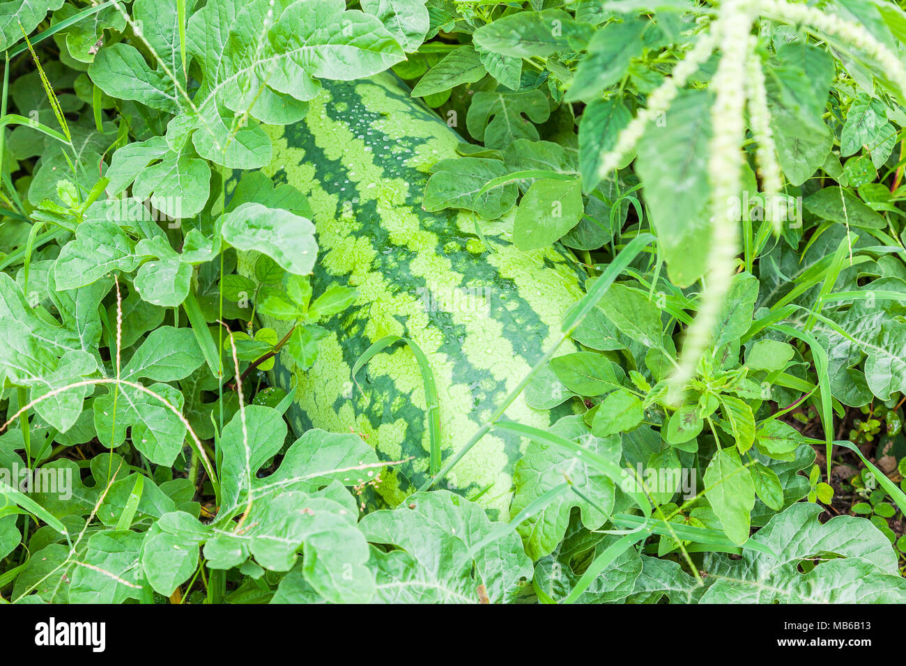 Wild watermelon hi-res stock photography and images - Alamy