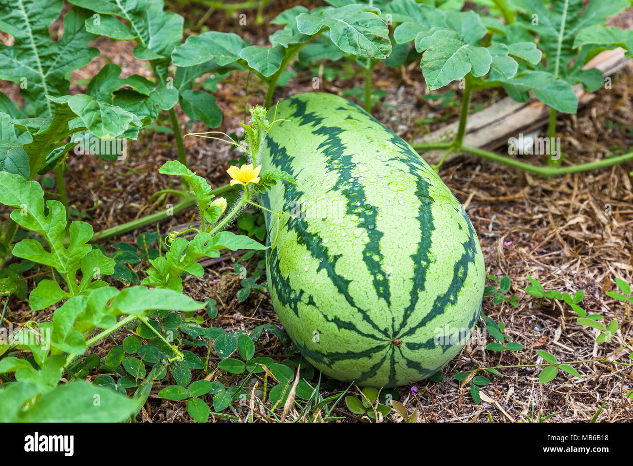 Wild watermelon hi-res stock photography and images - Alamy