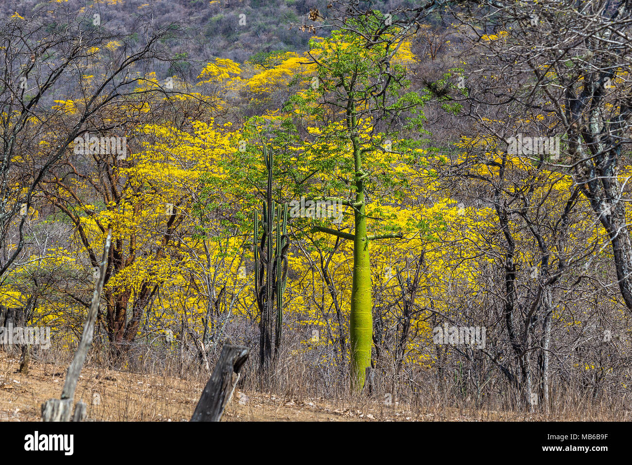 Trees of guayacán in flowering season. Ecuador, Loja Stock Photo - Alamy