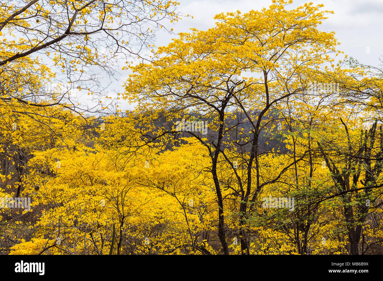 Trees of guayacán in flowering season. Ecuador, Loja Stock Photo - Alamy