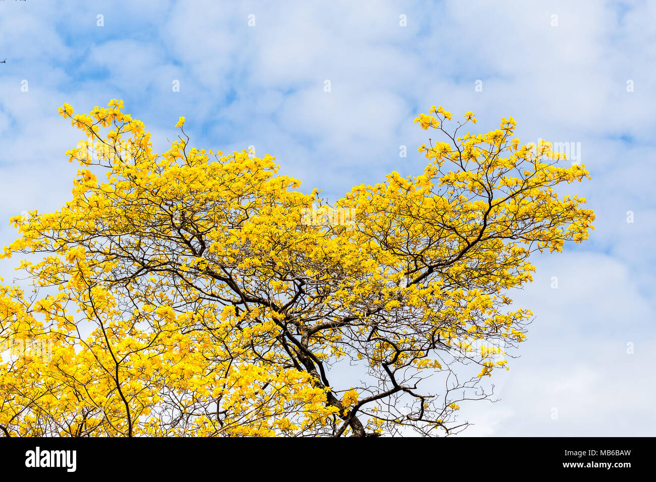 Trees of guayacán in flowering season. Ecuador, Loja Stock Photo - Alamy