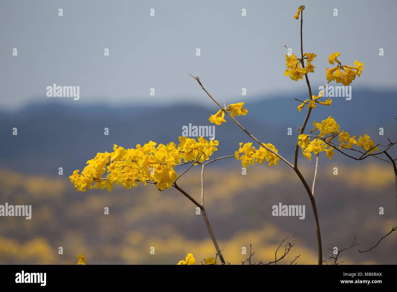 Trees of guayacán in flowering season. Ecuador, Loja Stock Photo - Alamy