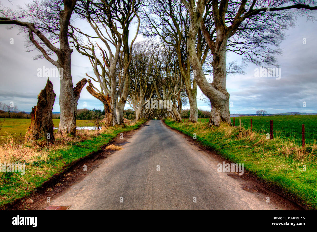 Dark Hedges in Ireland Stock Photo - Alamy