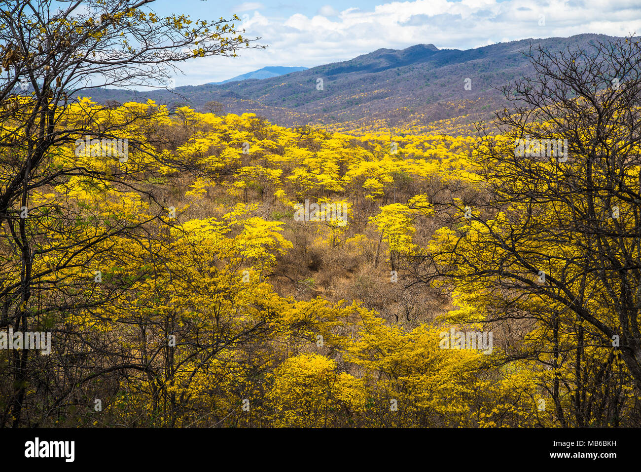 Trees of guayacán in flowering season. Ecuador, Loja Stock Photo - Alamy