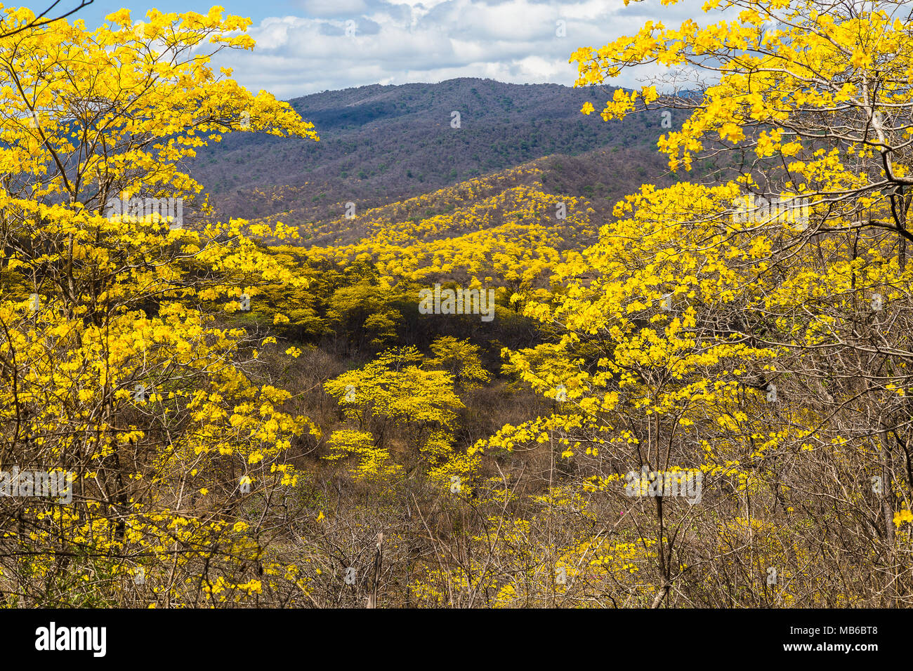 Trees of guayacán in flowering season. Ecuador, Loja Stock Photo - Alamy