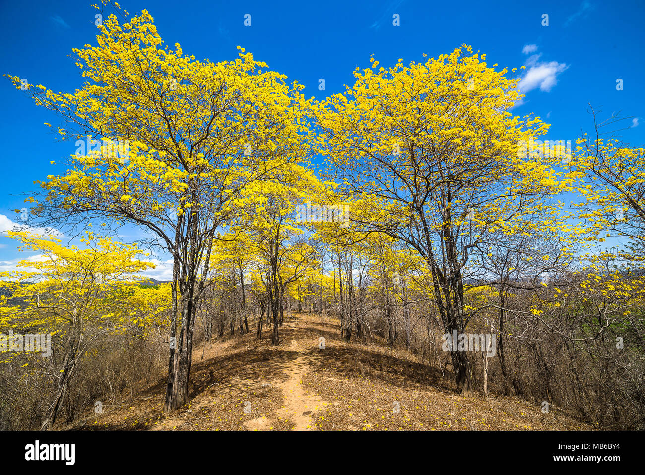 Trees of guayacán in flowering season. Ecuador, Loja Stock Photo - Alamy