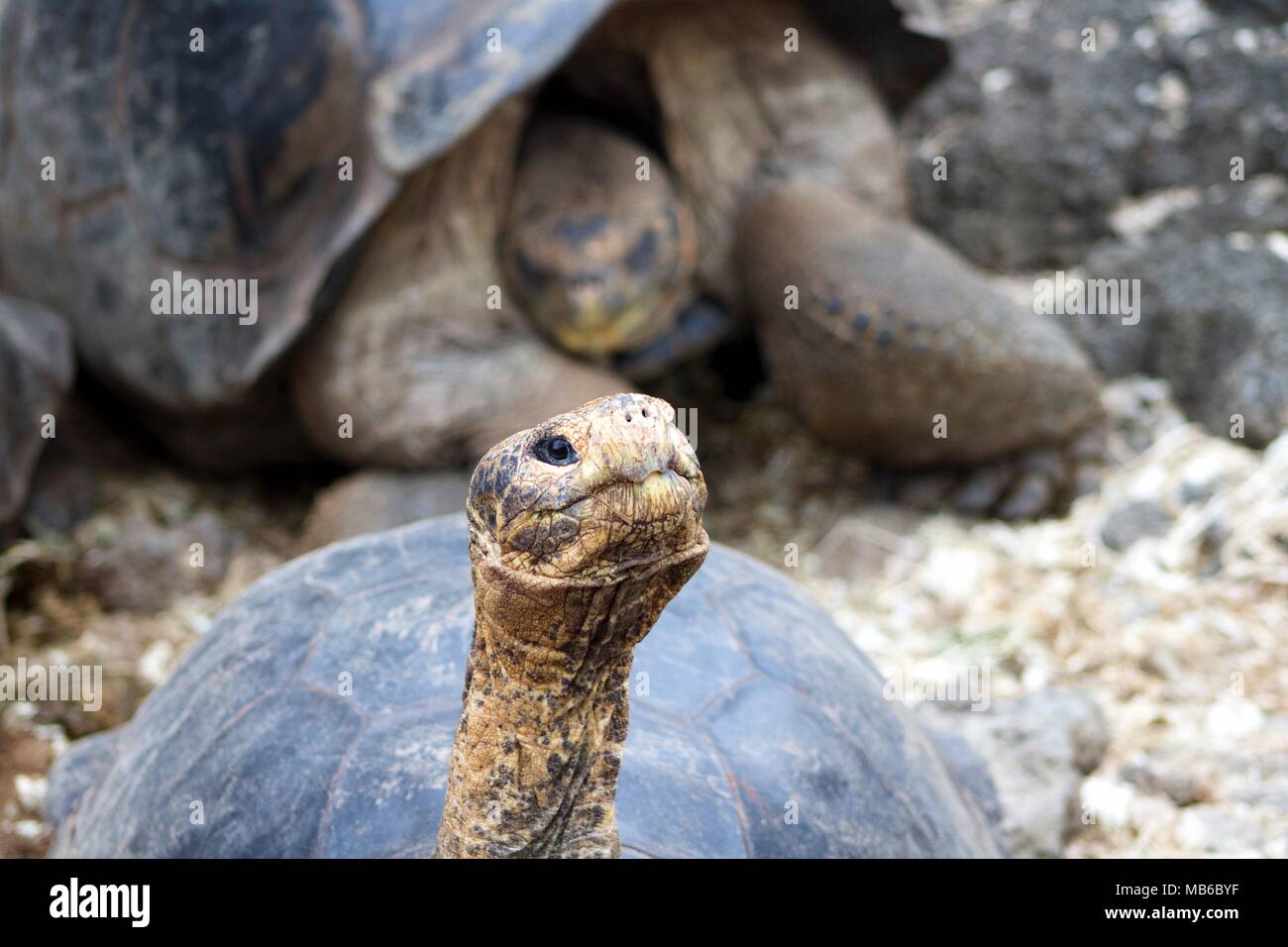 Galapagos Turtles in Ecuador Stock Photo - Alamy