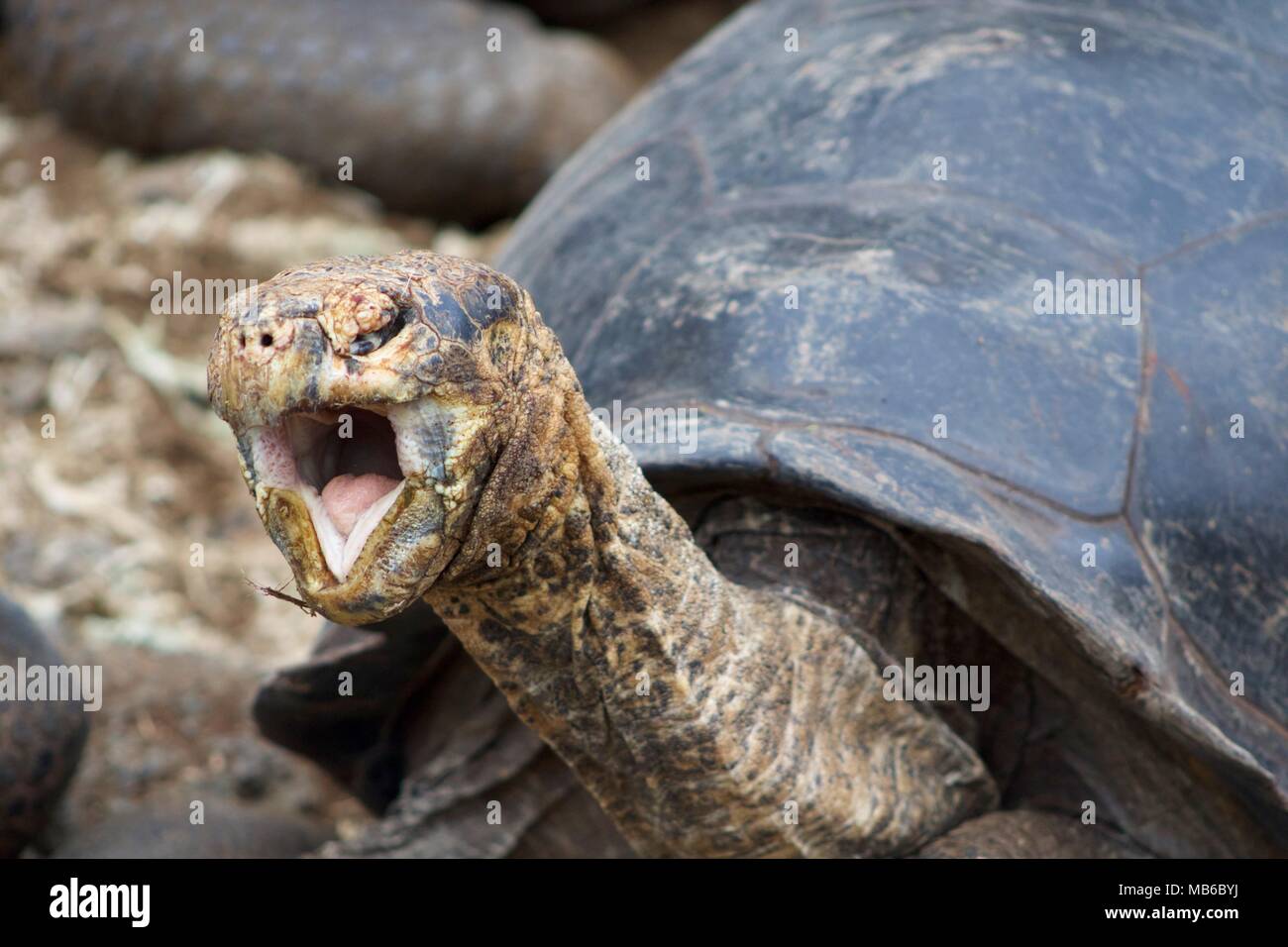 Galapagos Turtles in Ecuador Stock Photo - Alamy