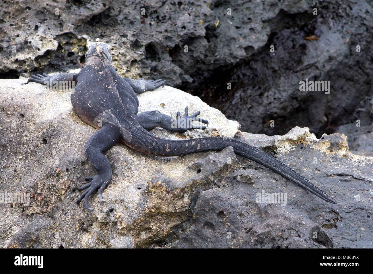 Marine Iguana in Galapagos Islands Stock Photo - Alamy