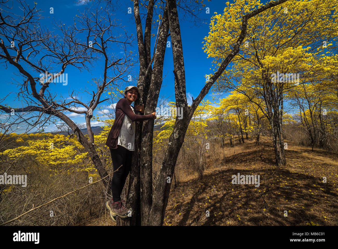 Trees of guayacán in flowering season. Ecuador, Loja Stock Photo - Alamy