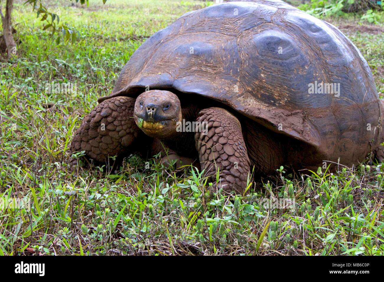 Galapagos Turtles in Ecuador Stock Photo - Alamy