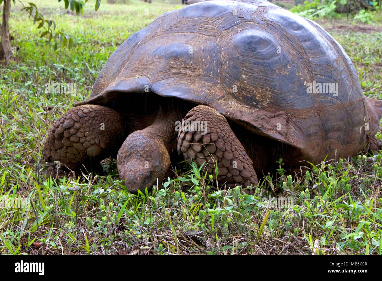 Galapagos Turtles in Ecuador Stock Photo - Alamy