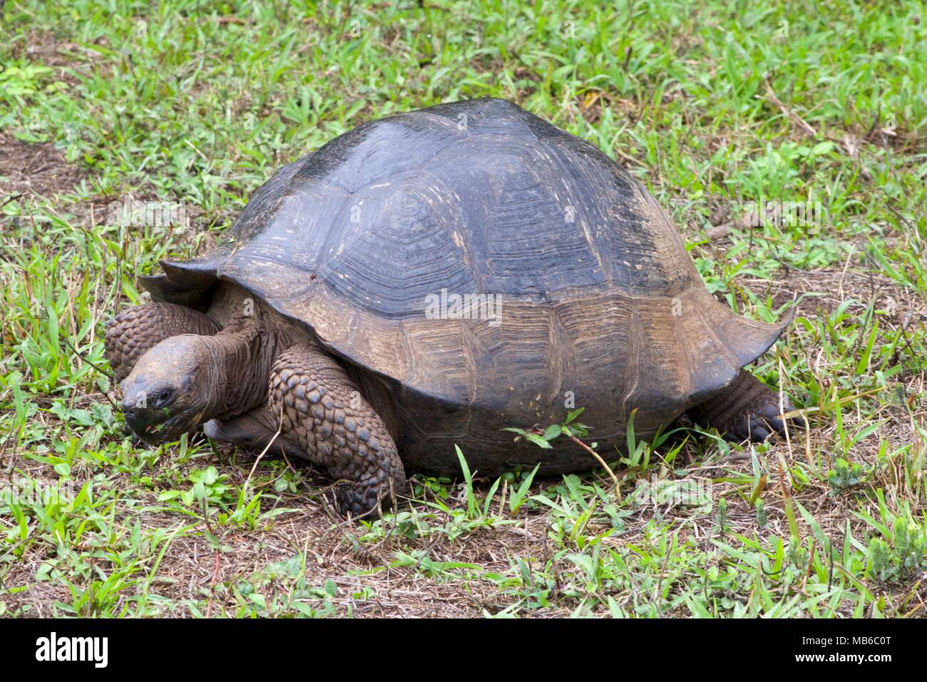 Galapagos Turtles in Ecuador Stock Photo - Alamy