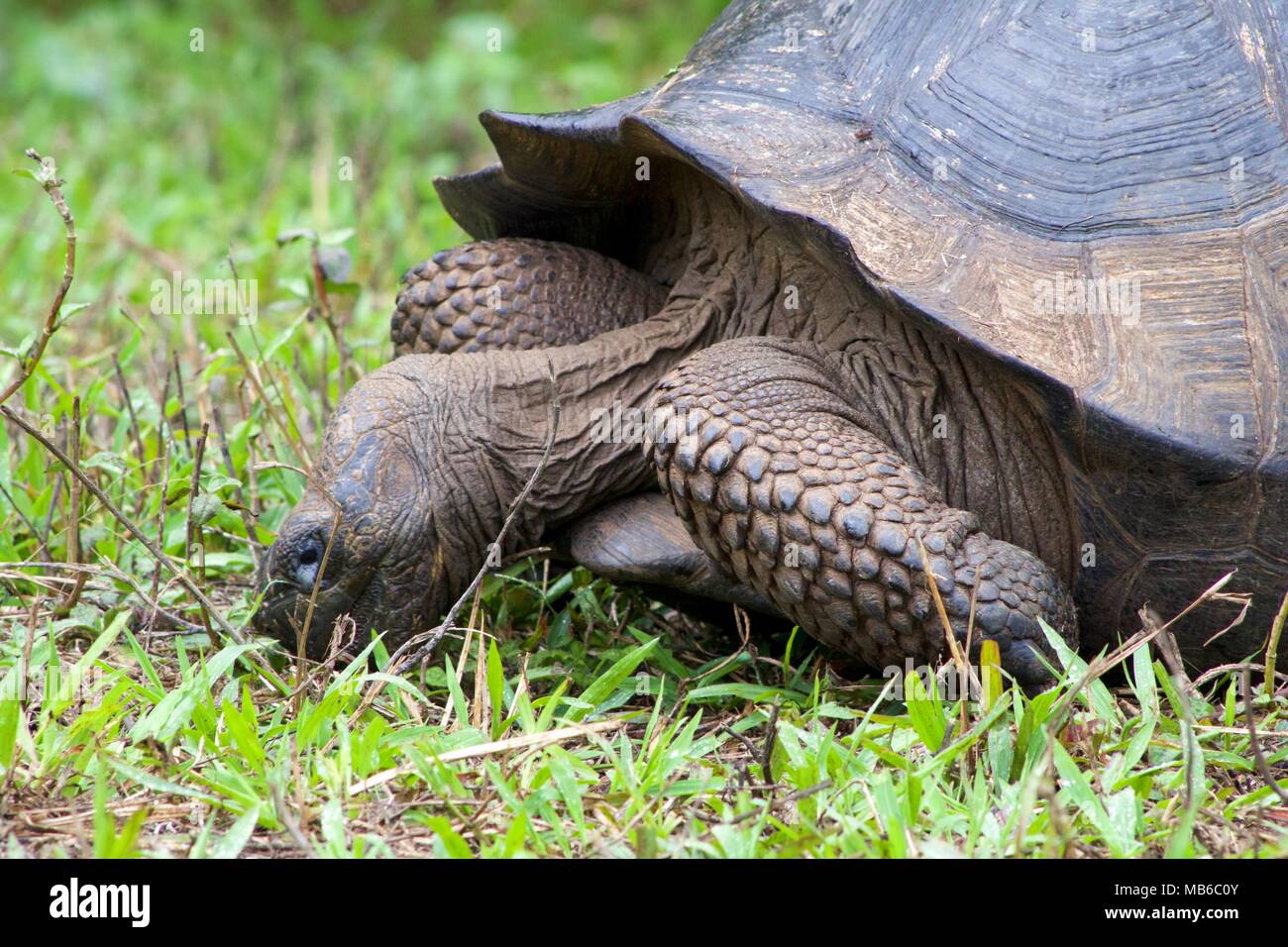 Galapagos Turtles in Ecuador Stock Photo - Alamy