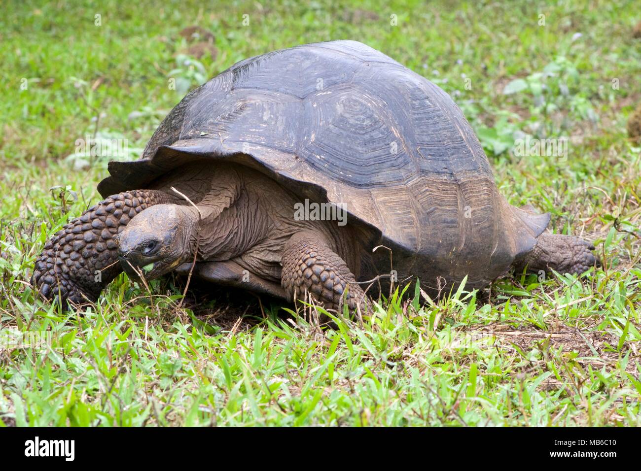 Galapagos Turtles in Ecuador Stock Photo - Alamy