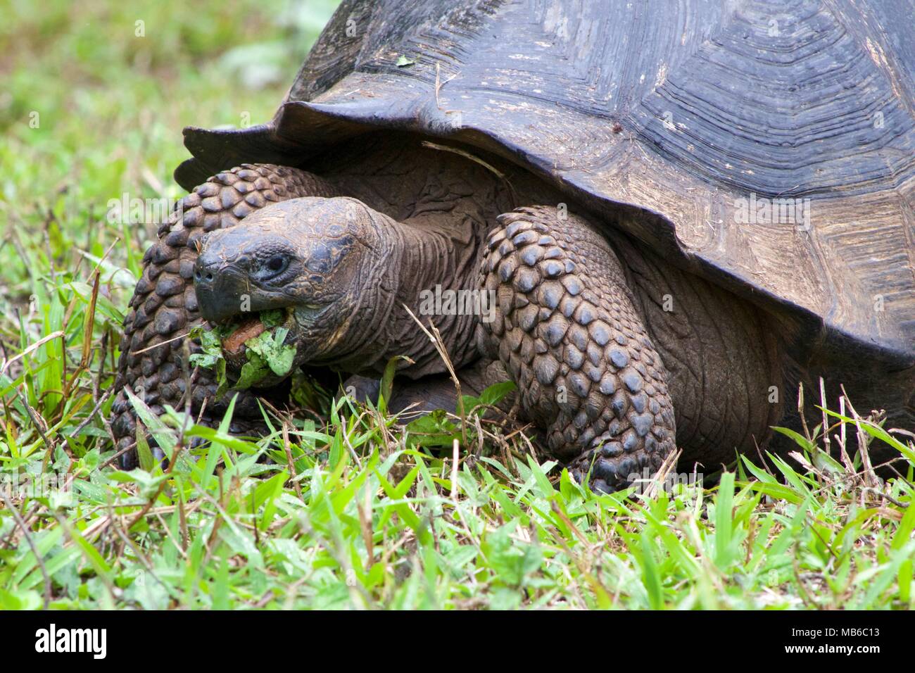 Galapagos Turtles in Ecuador Stock Photo - Alamy
