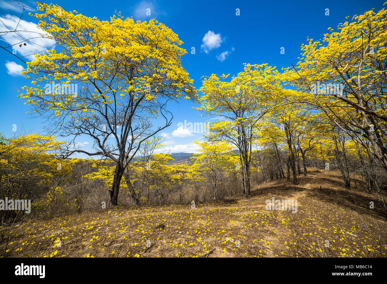 Trees of guayacán in flowering season. Ecuador, Loja Stock Photo - Alamy