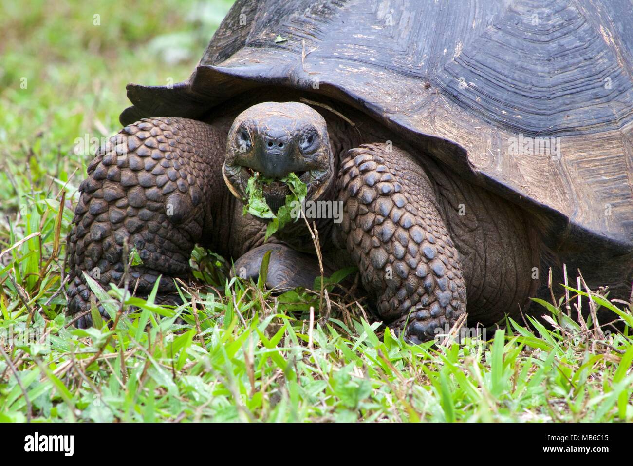 Galapagos turtles hi-res stock photography and images - Alamy