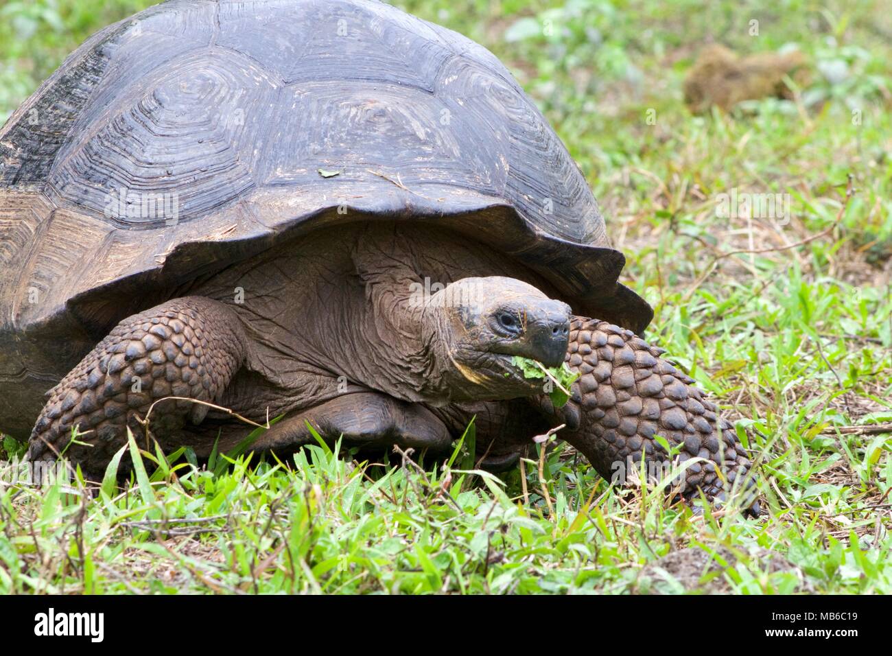 Galapagos Turtles in Ecuador Stock Photo - Alamy