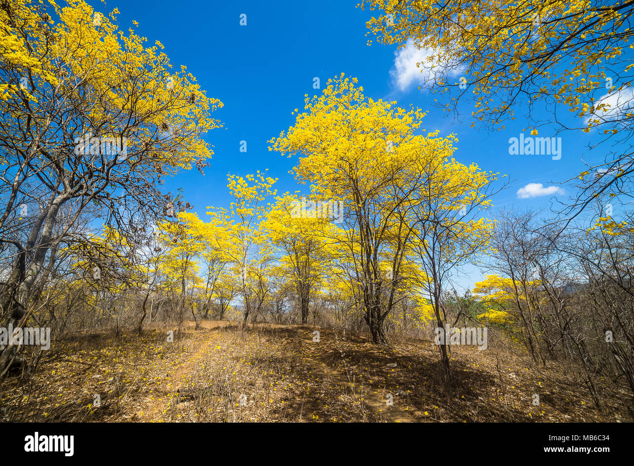 Trees of guayacán in flowering season. Ecuador, Loja Stock Photo - Alamy