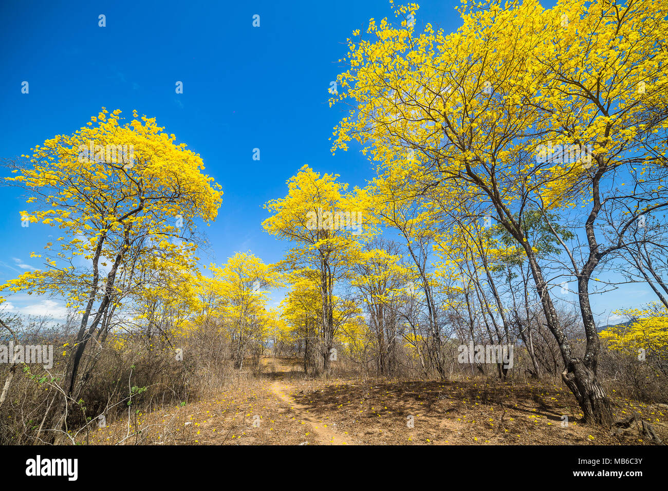 Trees of guayacán in flowering season. Ecuador, Loja Stock Photo - Alamy