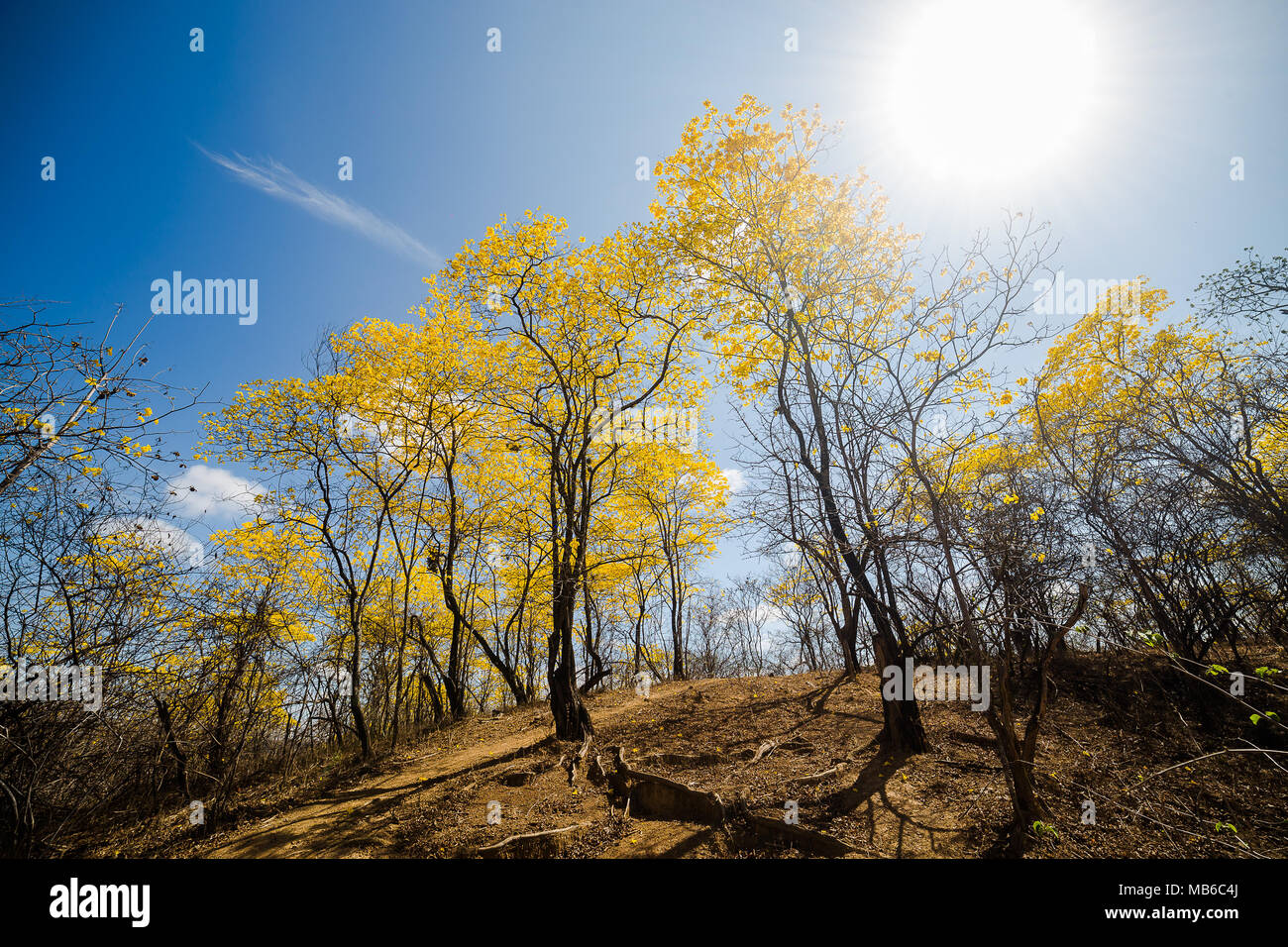 Trees of guayacán in flowering season. Ecuador, Loja Stock Photo - Alamy