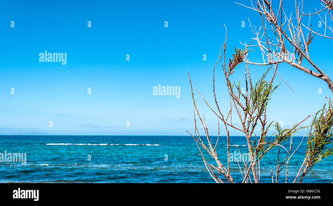 Branch on the beach hi-res stock photography and images - Alamy