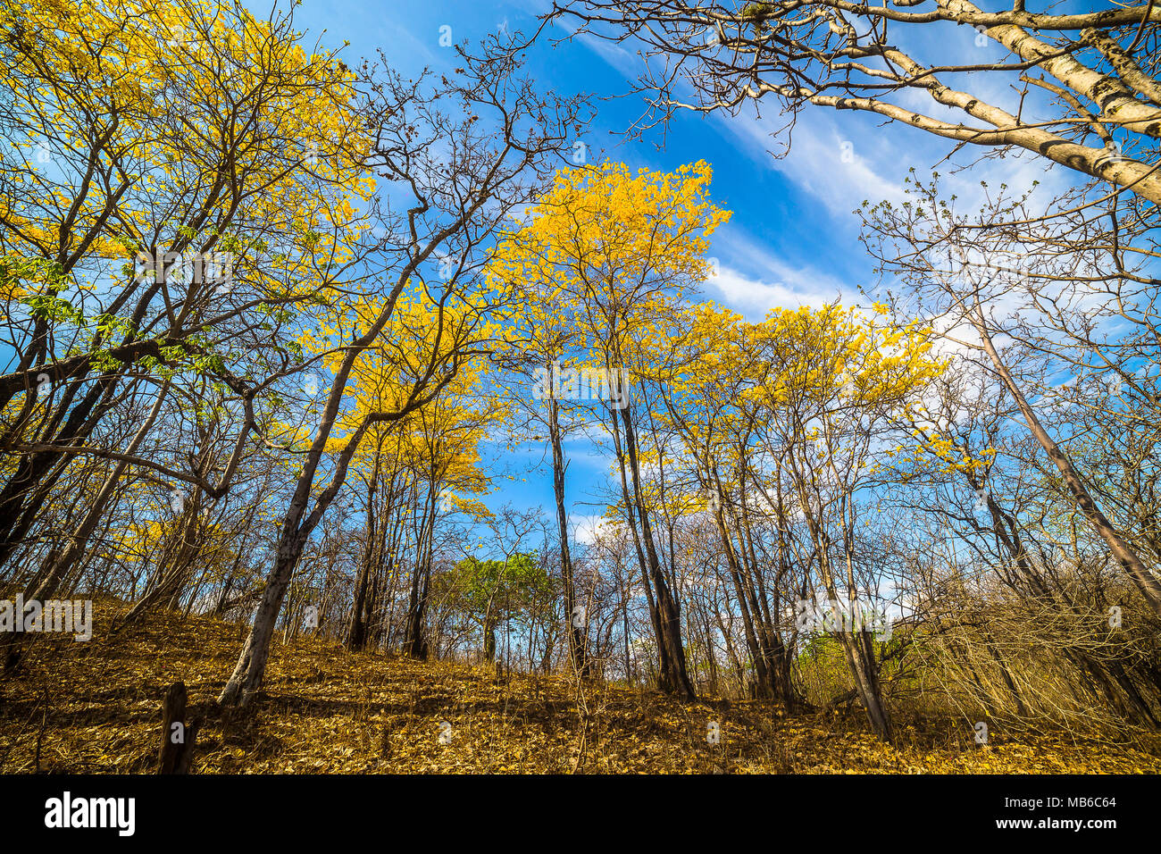 Trees of guayacán in flowering season. Ecuador, Loja Stock Photo - Alamy