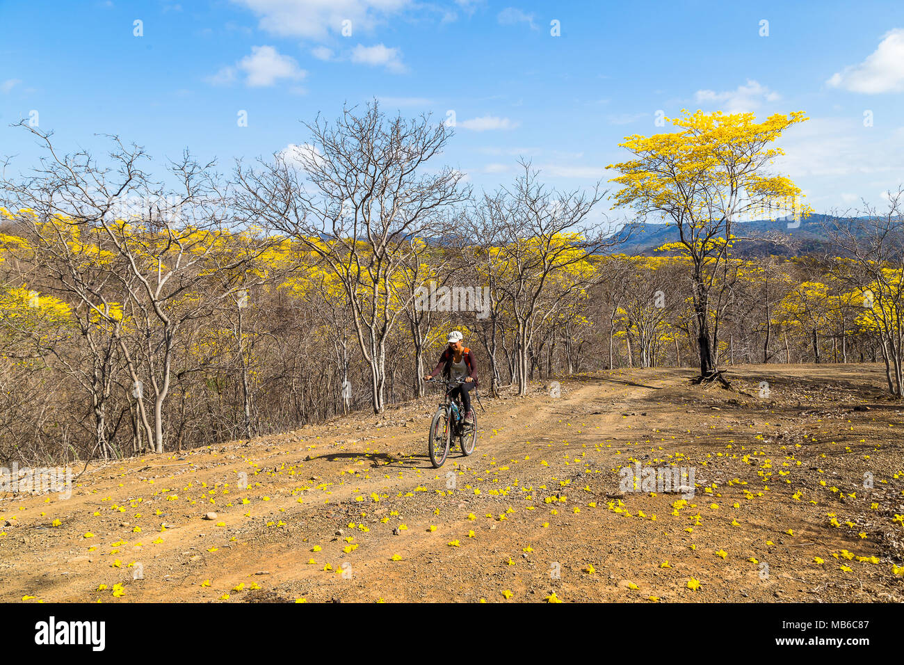 Trees of guayacán in flowering season. Ecuador, Loja Stock Photo - Alamy
